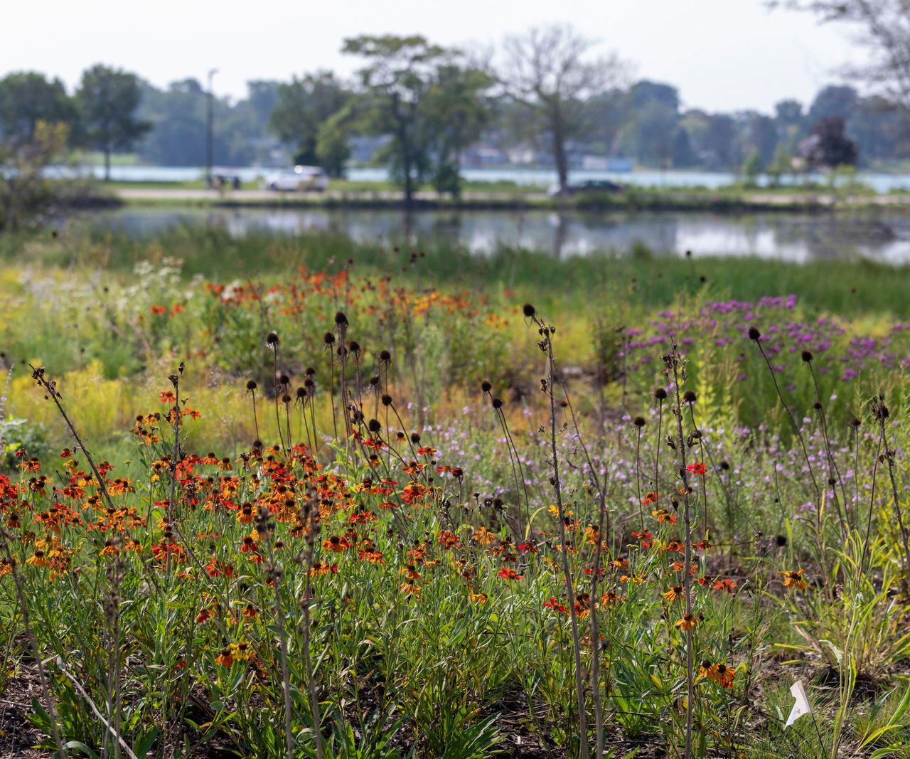 What is prairie planting? | Homes and Gardens