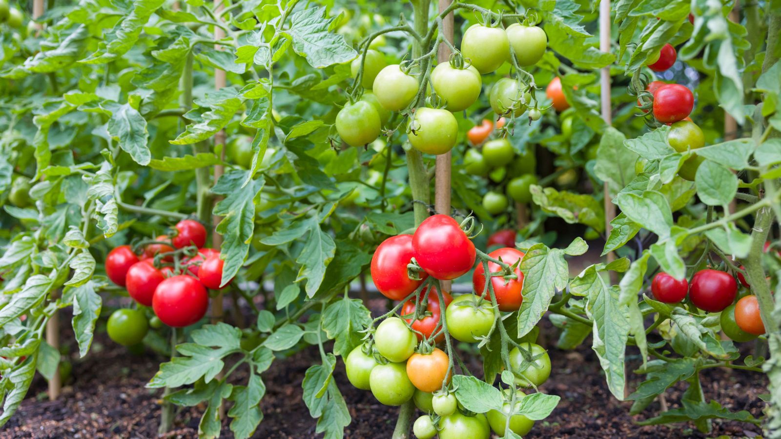 How to grow tomato plants from cuttings | Ideal Home