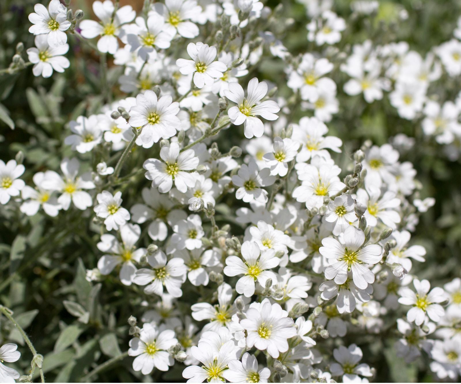 Best pet-friendly ground cover plants: 5 non-toxic plants | Homes and ...