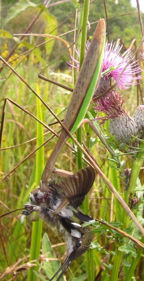 Lunch on the Wing: Mantises Snack on Birds (Photos) | Live Science