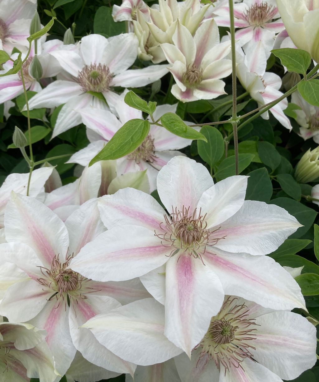 Best clematis to grow: 10 prettiest, easiest choices | Homes and Gardens