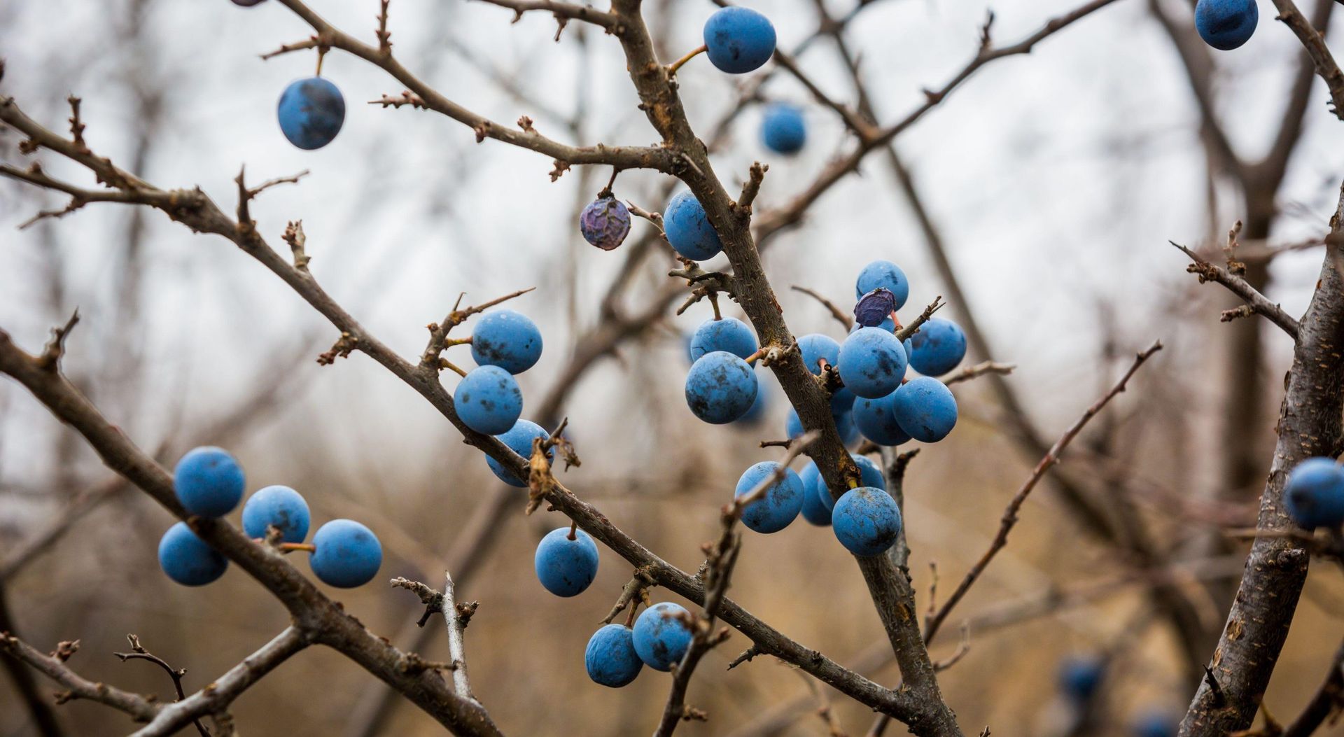 Foraging for sloes: 'Are we not actually closest to Nature, valuing it ...