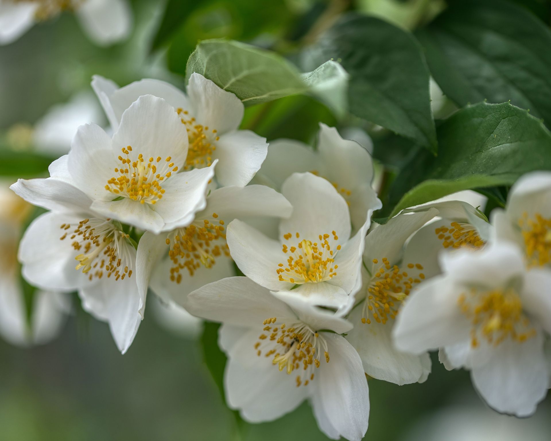 Best fragrant flowers: 14 scented choices for your garden | Homes and ...