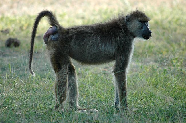 Big Butts Can Lie: Bootylicious Baboons May Not Be Most Fertile | Live ...