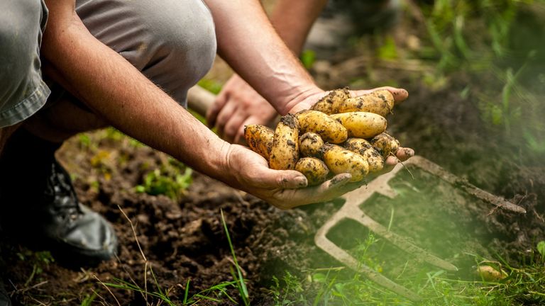 How to fertilize potatoes: expert tips for feeding crops | Homes and ...