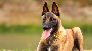 Most Googled dog breeds: What is everyone searching for? | PetsRadar