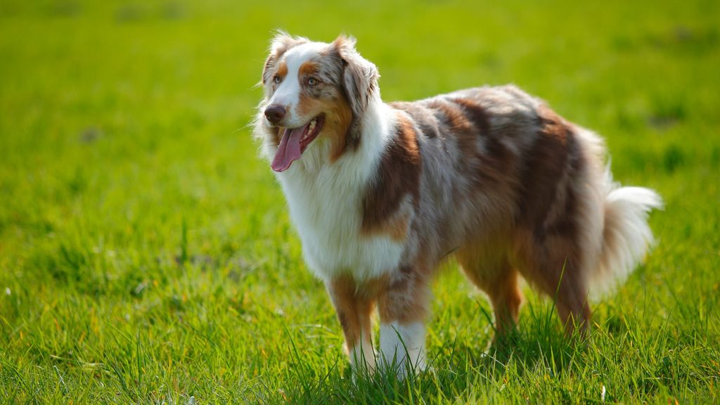 10 Australian dog breeds | PetsRadar