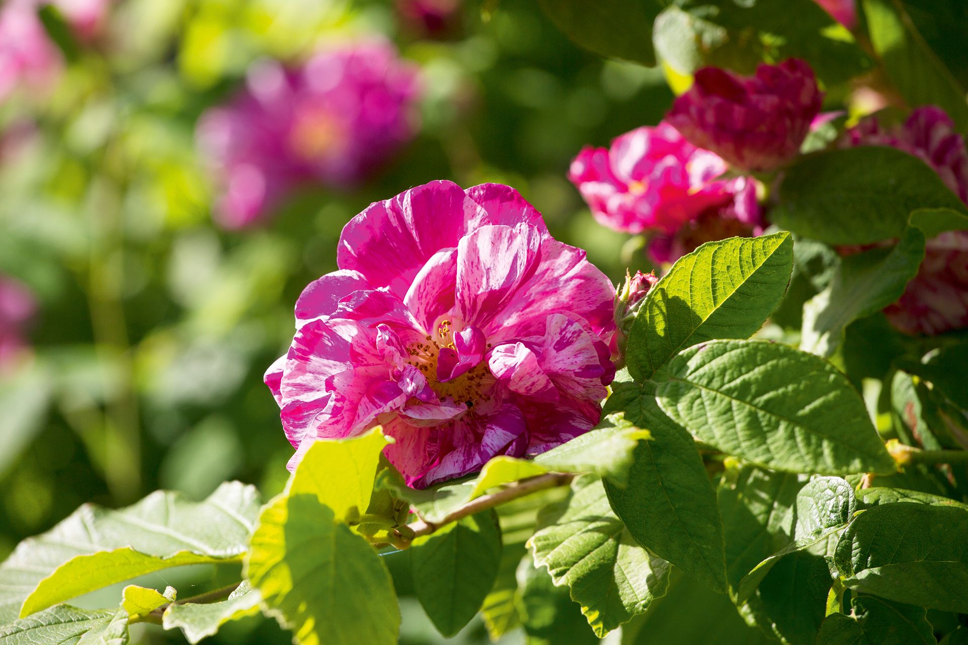 How to take rose cuttings: tips for propagating roses | Homes and Gardens
