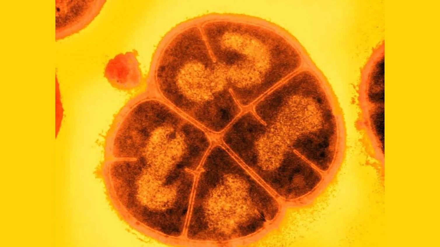 Extremophiles on Mars could survive for millions of years | Space