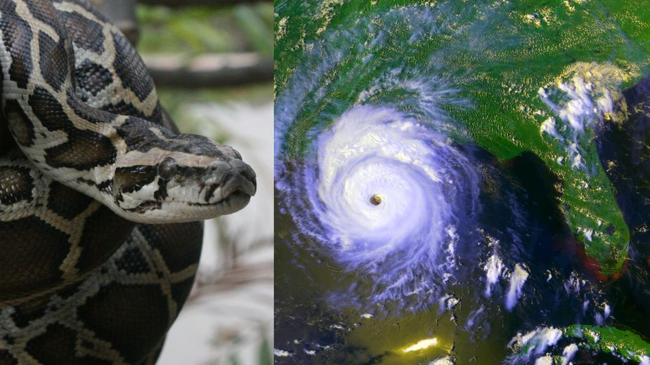 Snakes - News and Scientific Articles on Live Science - Page 2 | Live ...