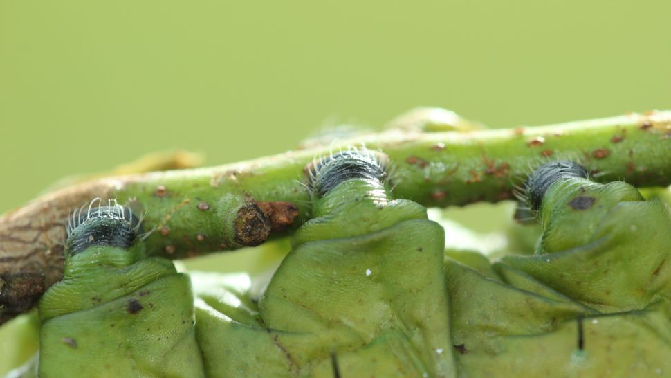 Caterpillars evolved their weird chubby little 'prolegs' from ancient ...