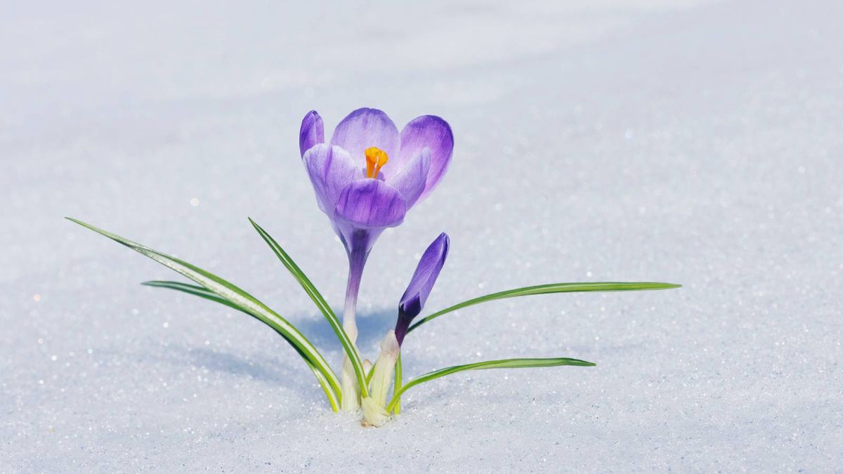 Crocus Winter Care: How Cold Is Too Cold? | Gardening Know How