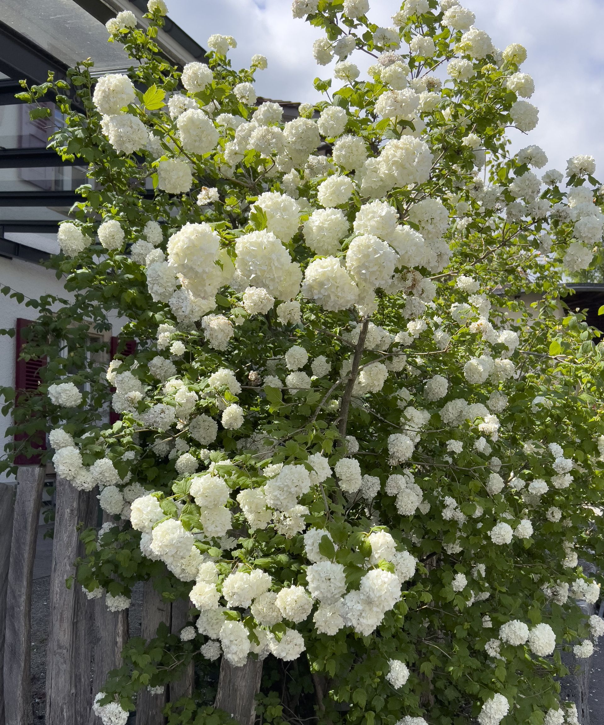 How and when to prune a snowball bush for beautiful blooms | Homes and ...