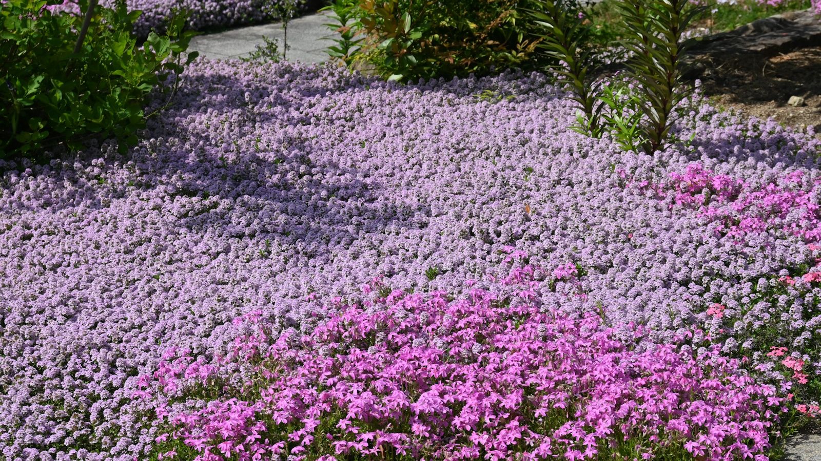 Fast-growing ground cover plants: 12 picks for quick results