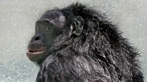 Chimps are naturally violent, study suggests | Live Science