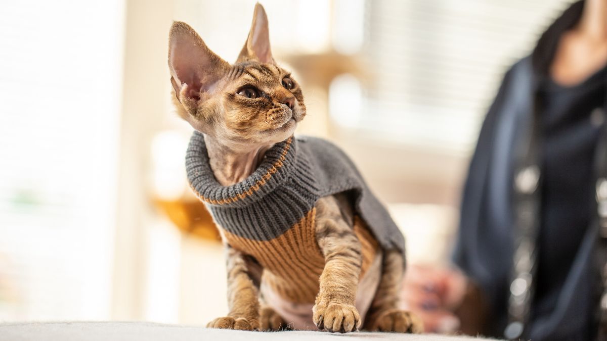 32 facts about Devon Rex cats | PetsRadar