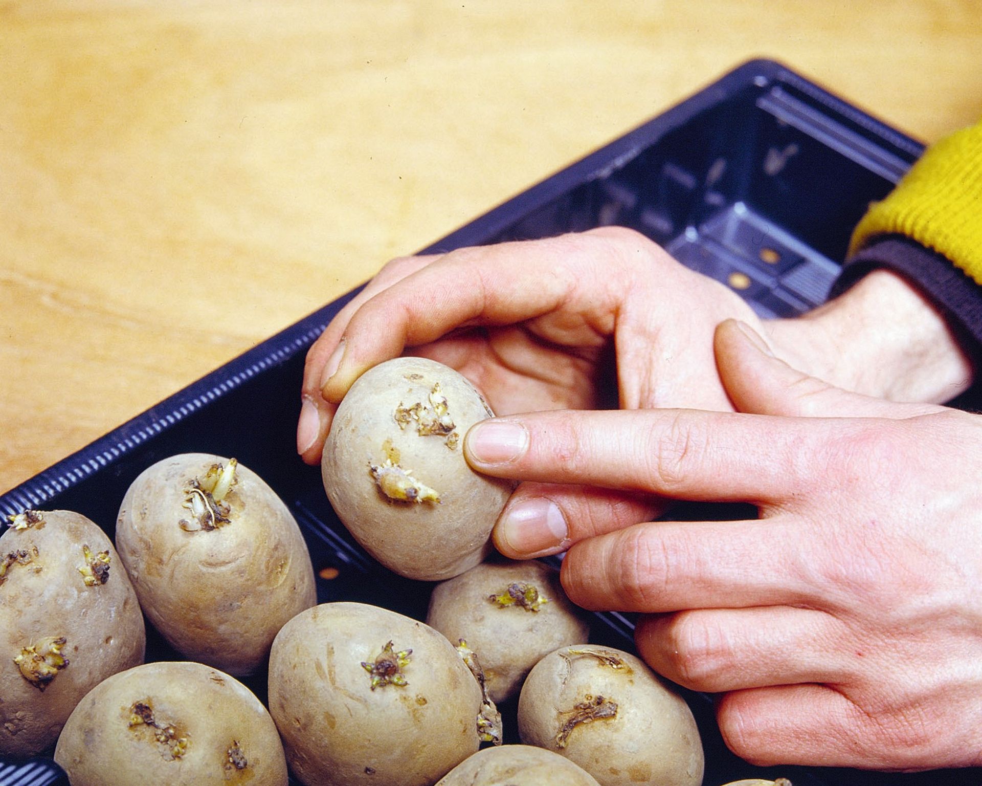 Do you need to chit potatoes? Experts offer their advice | Gardeningetc