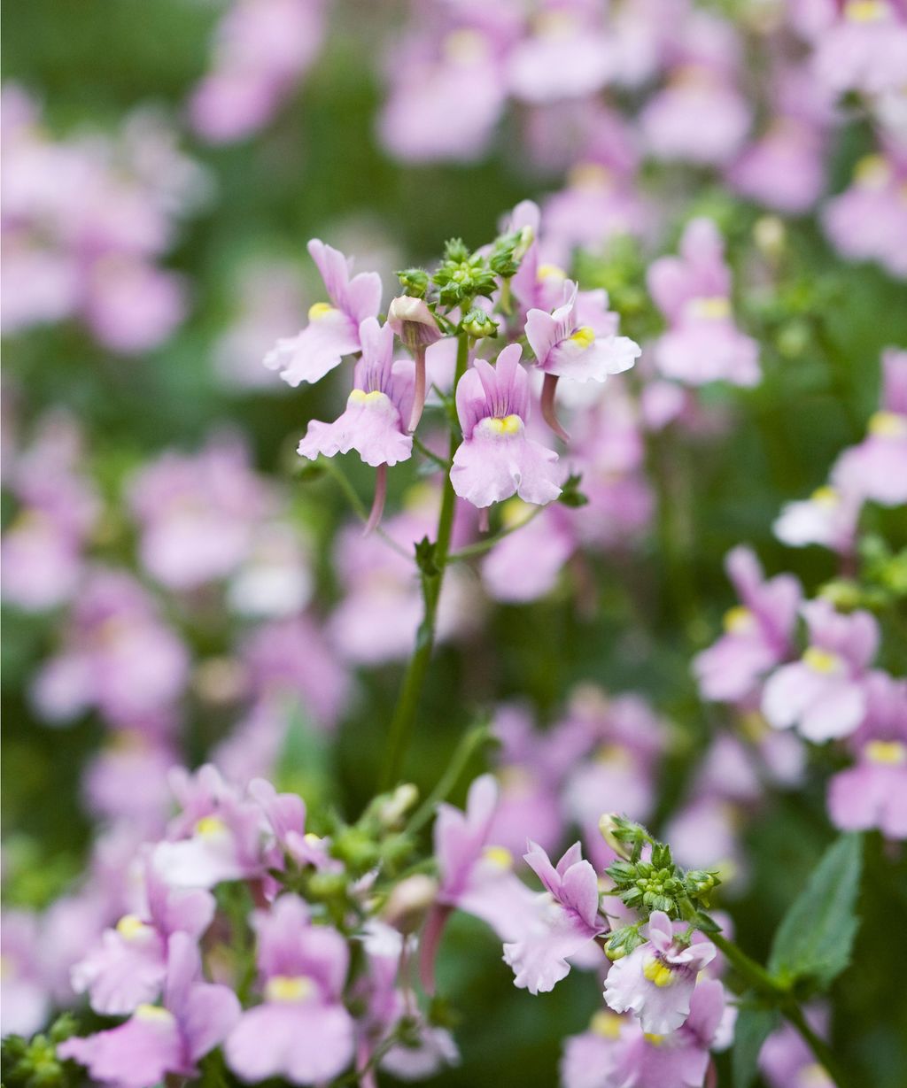 How to grow nemesia: soft profuse blooms for summer | Homes and Gardens