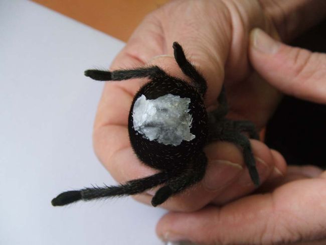 Do Tarantulas Shoot Spidey Silk? Scientists Debate | Live Science