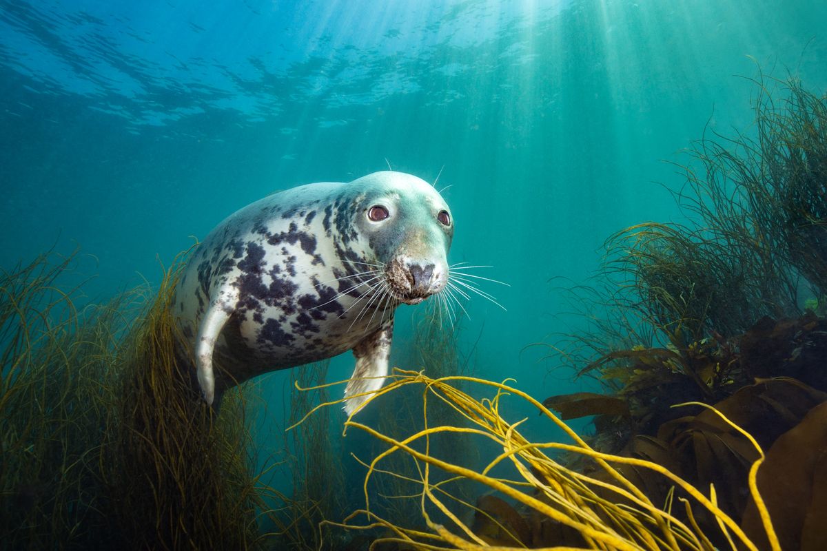 The winning images from Underwater Photographer of the Year 2025 are ...