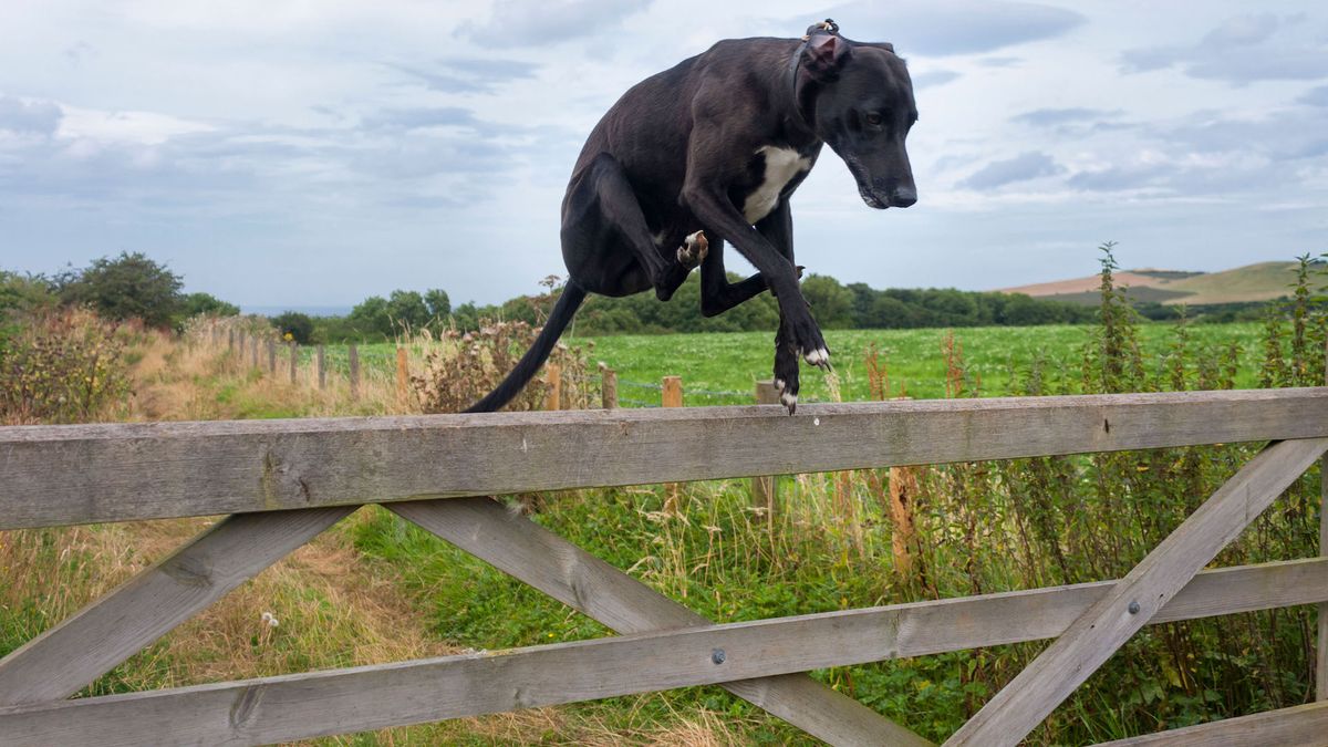 Highest jumping dogs: 20 that can reach impressive heights | PetsRadar