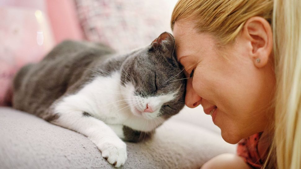8 signs your cat loves you, according to an expert | PetsRadar