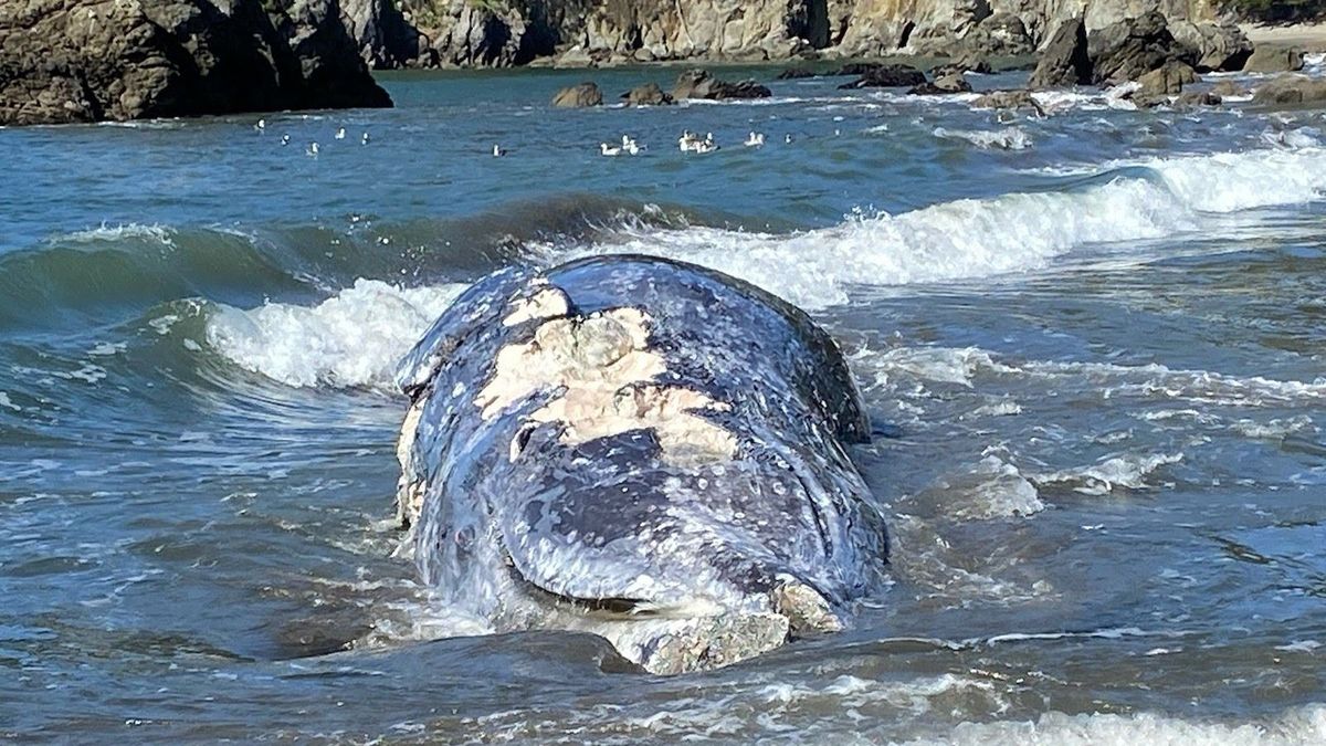 Experts worried after 4 dead gray whales wash up around San Francisco ...