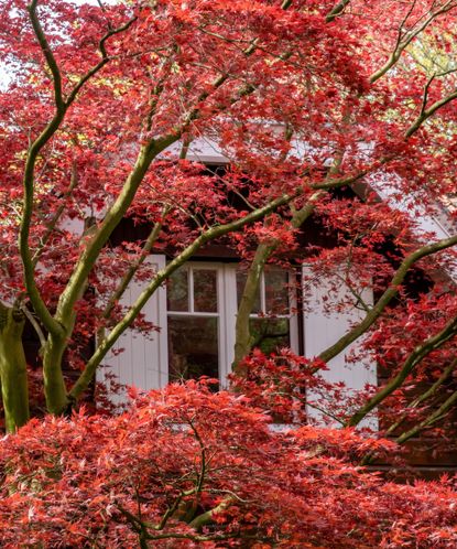 Best low-maintenance trees to make a front yard look expensive | Homes ...