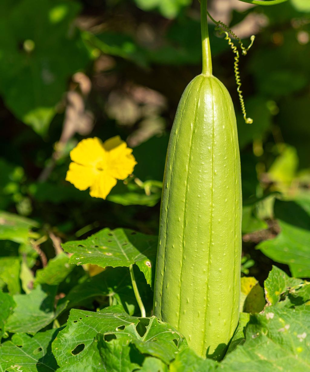 How to grow luffa: top tips for great harvests | Homes and Gardens