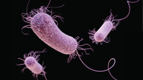 10 of the deadliest superbugs that scientists are worried about | Live ...