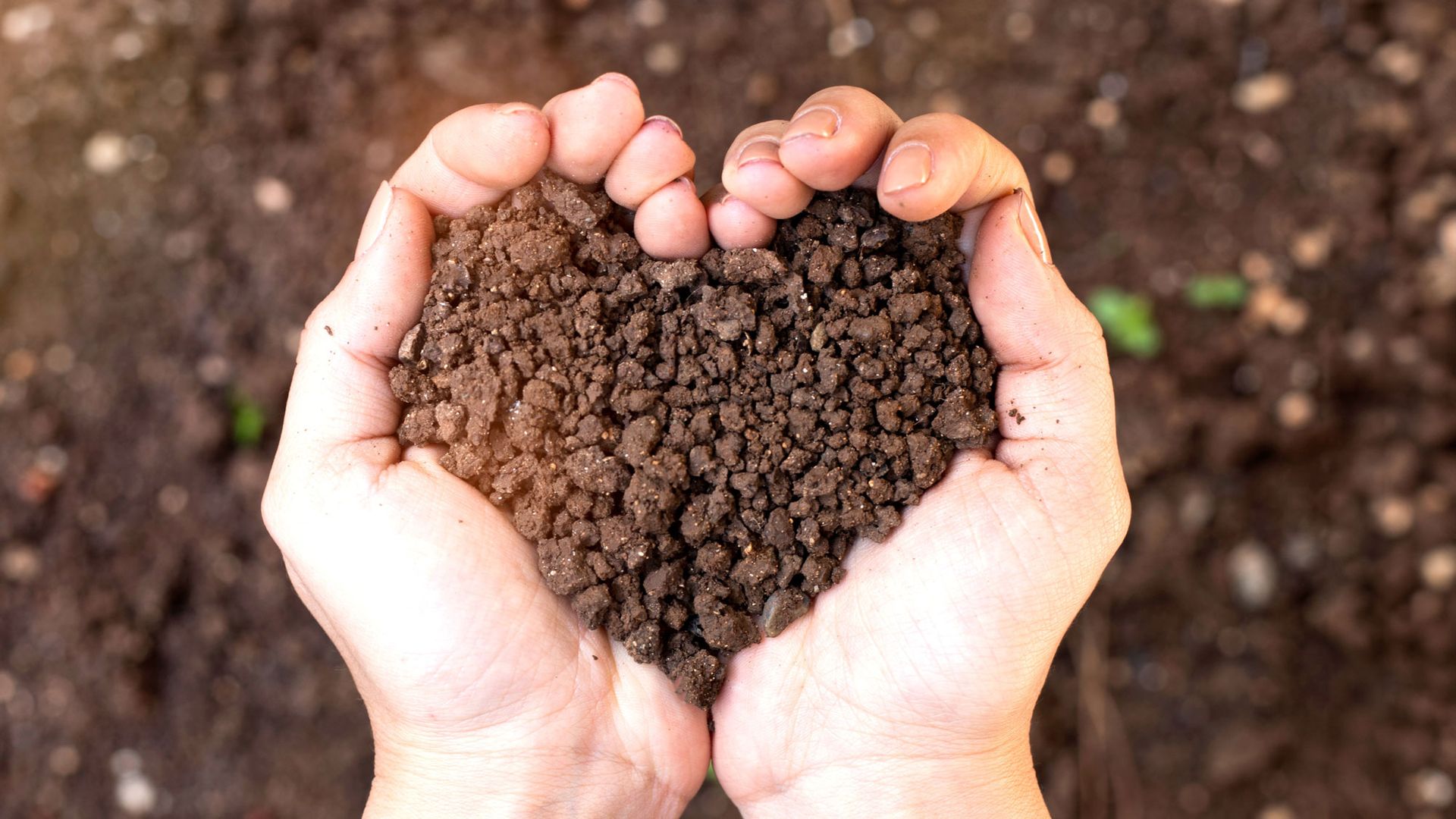 Best Ways to Amend Soil in Fall – 6 Easy Pick-Me-Ups | Gardening Know How