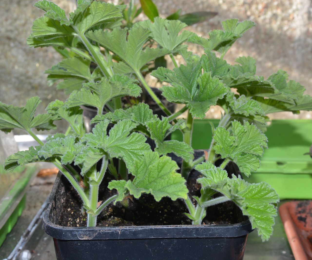 Pelargonium cuttings: how to propagate bedding geraniums | Homes and ...
