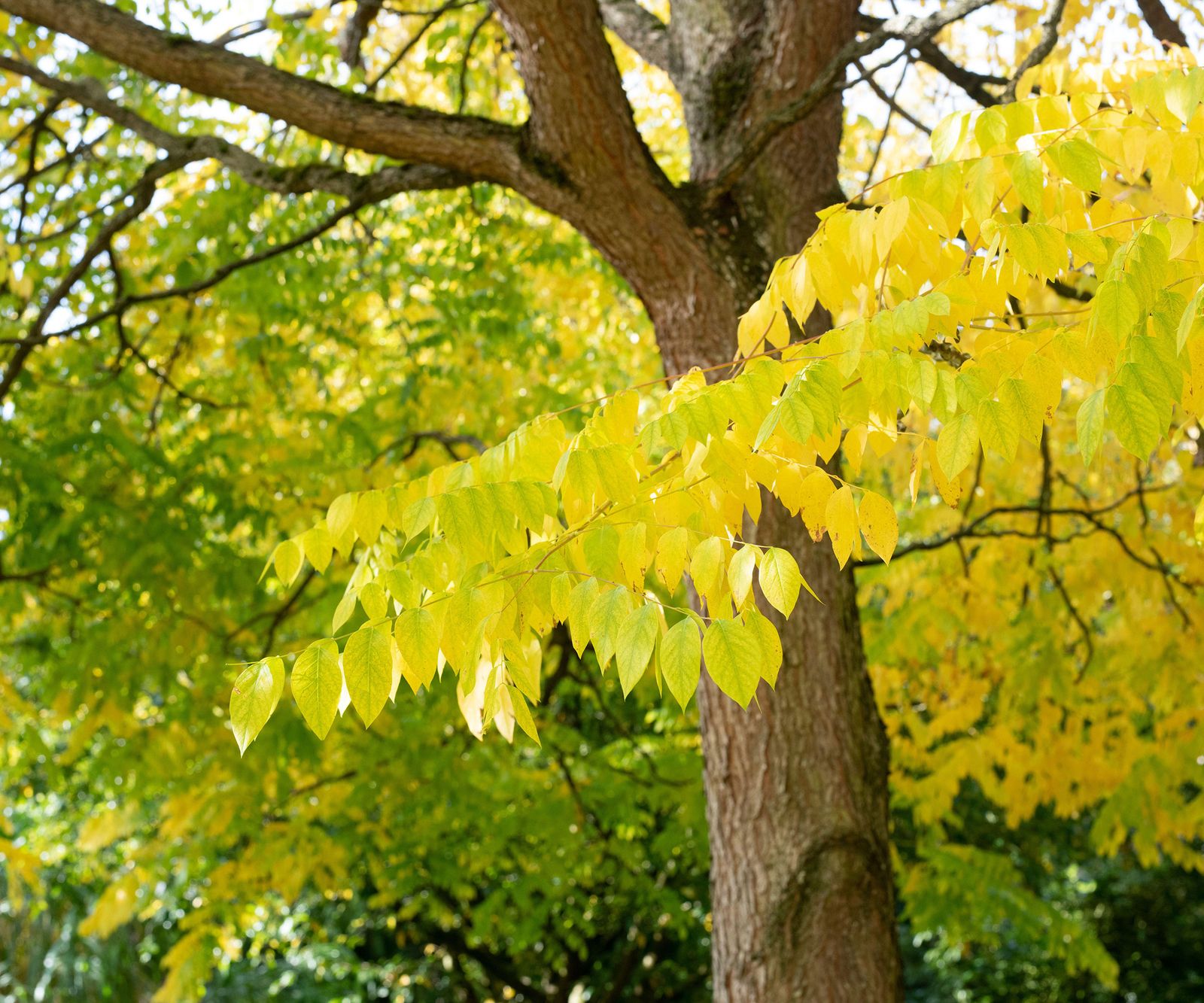 Kentucky coffeetree care and growing guide | Homes and Gardens