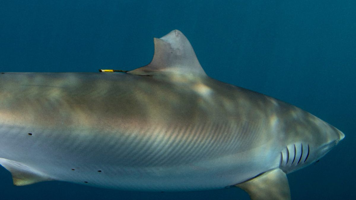Shark regrows fin after it was cut by humans | Live Science