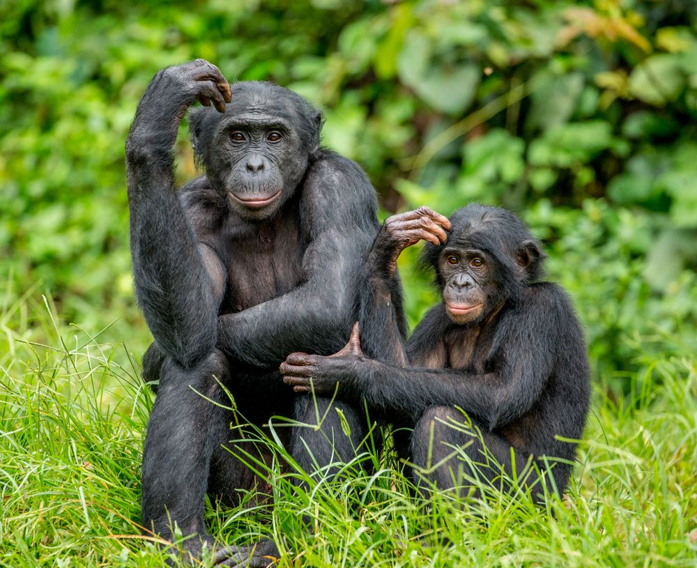 50 of the most endangered species on the planet | Live Science