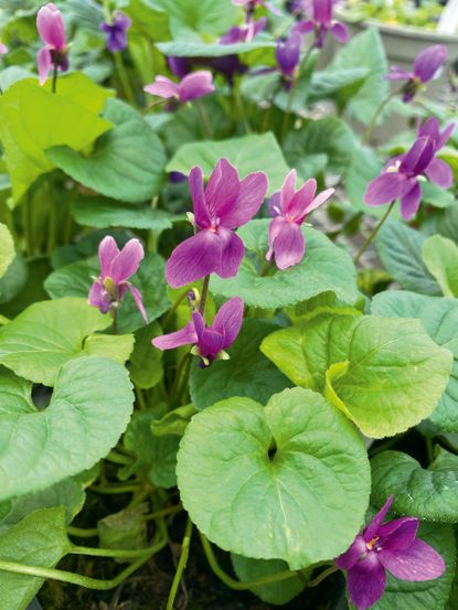 The expert guide to growing violets, by the fifth-generation nursery ...