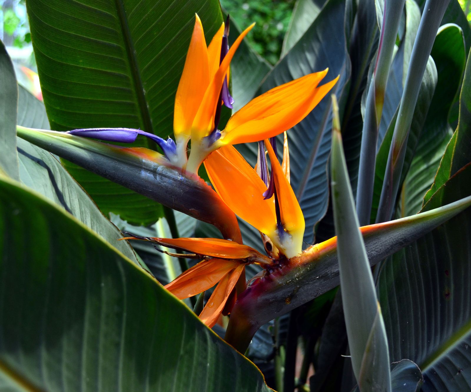 Best indoor plants for direct sunlight: 7 top choices | Homes and Gardens