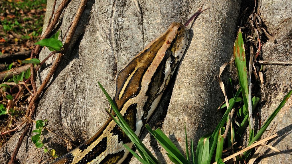 How a mega freeze in Florida may have caused Burmese pythons to evolve ...