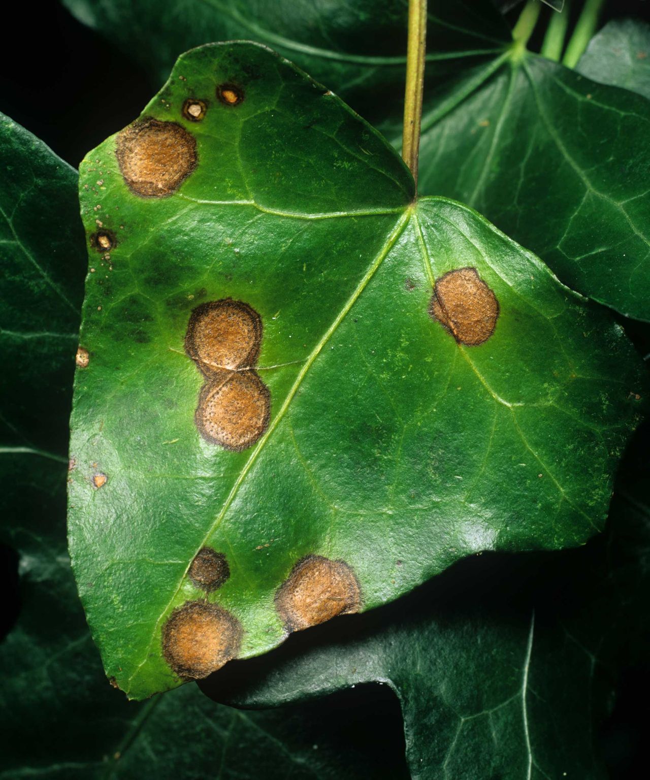 Ivy care and growing guide: tips for these climbing vines | Gardeningetc