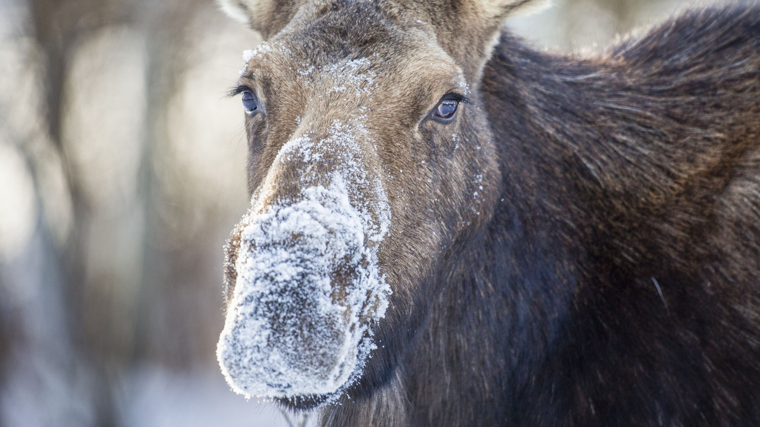 Stop – don't feed that moose, however sweet it looks | Advnture