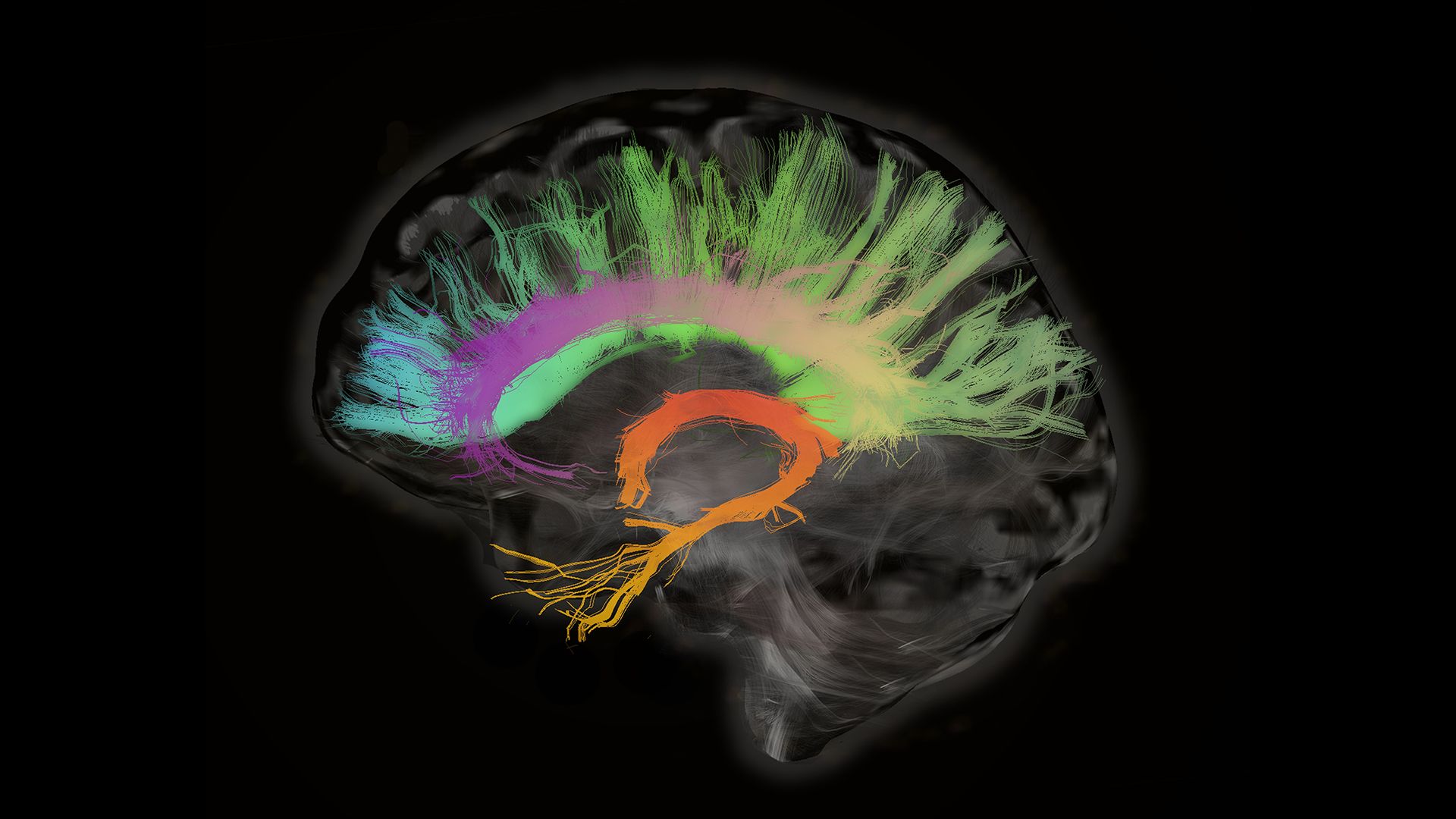 Menstrual cycle linked to structural changes across whole brain | Live ...