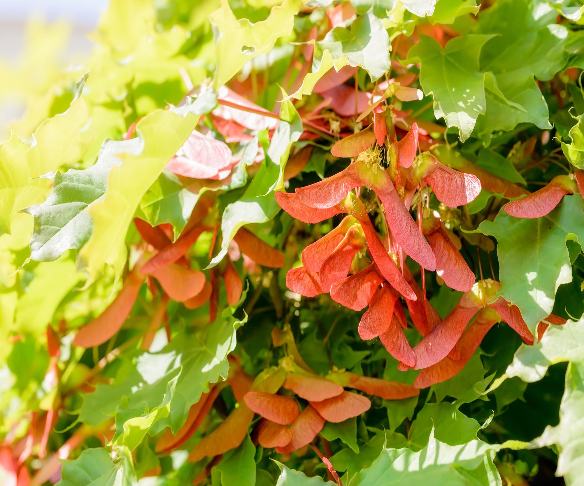 12 of the best statement trees to bring drama to your yard | Homes and ...