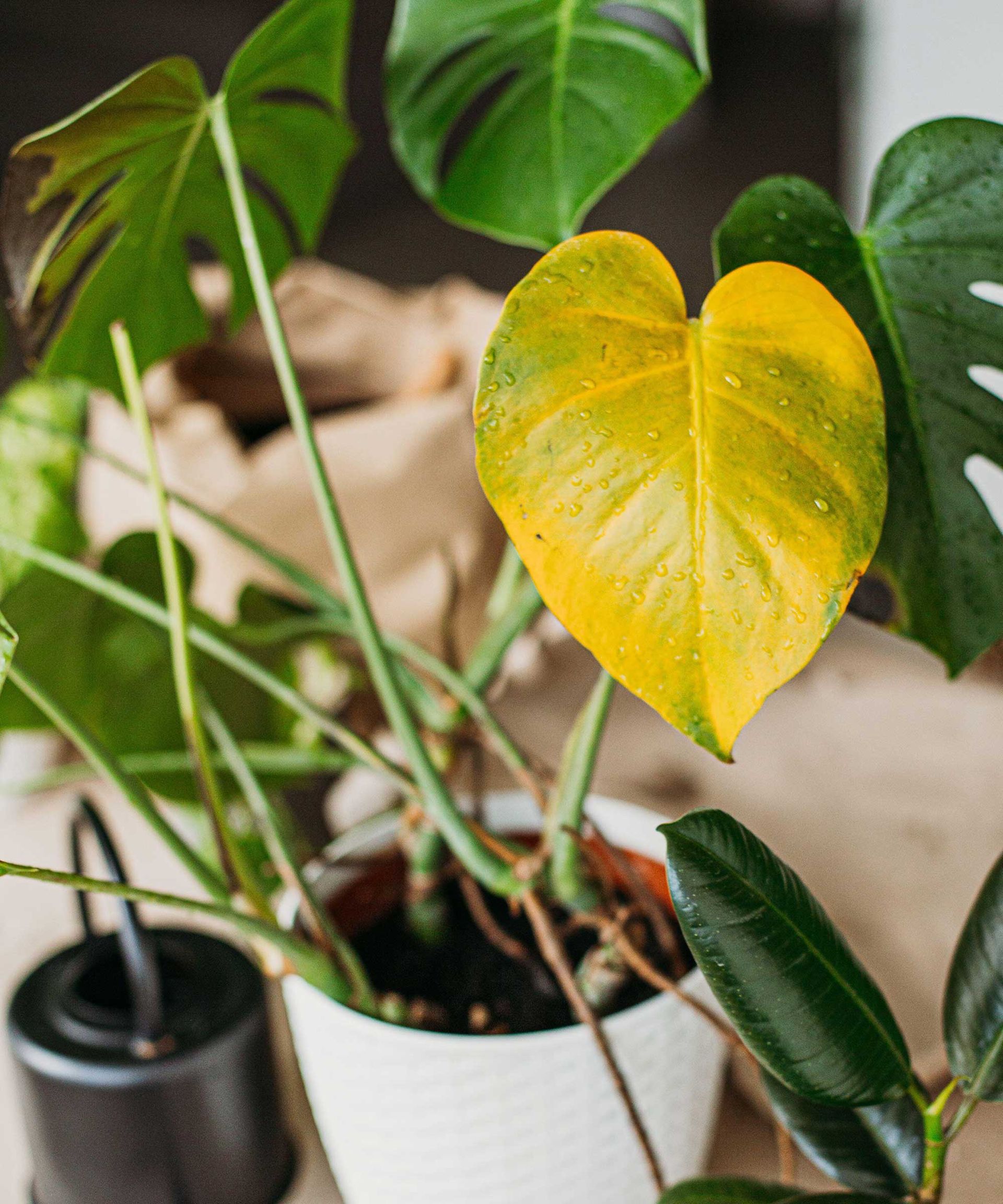 How to prune a monstera: top tips for these indoor plants | Homes and ...