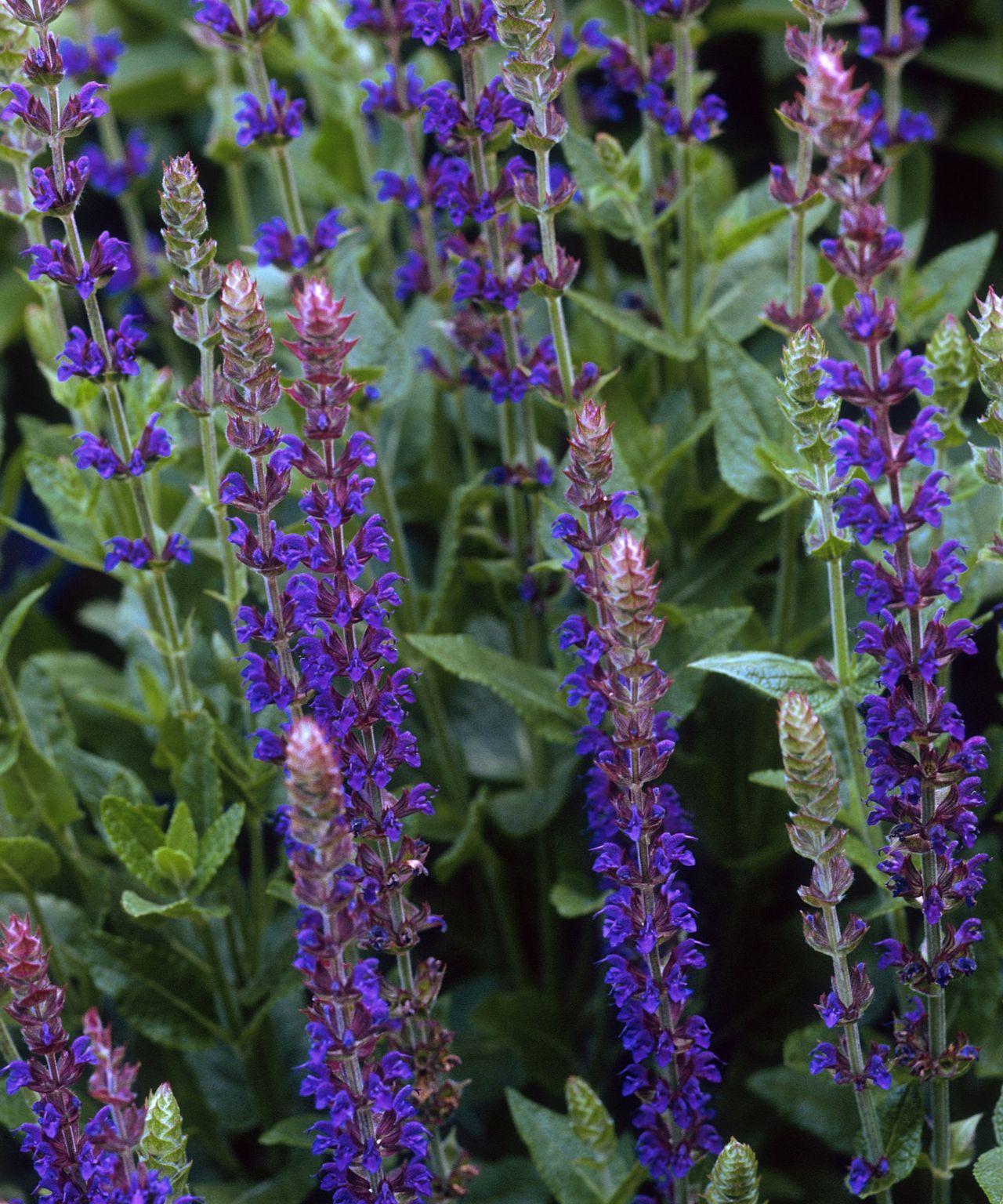 Should I deadhead salvia? Expert answers for more blooms | Homes and ...