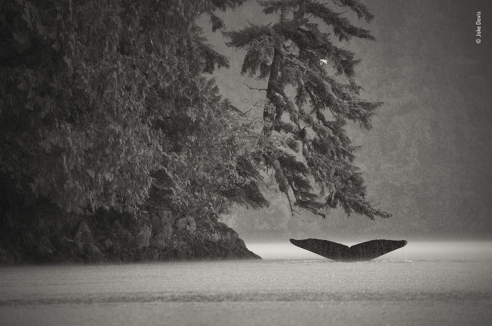 Say Cheese! Hilarious photo of fighting mice wins Lumix People's Choice ...