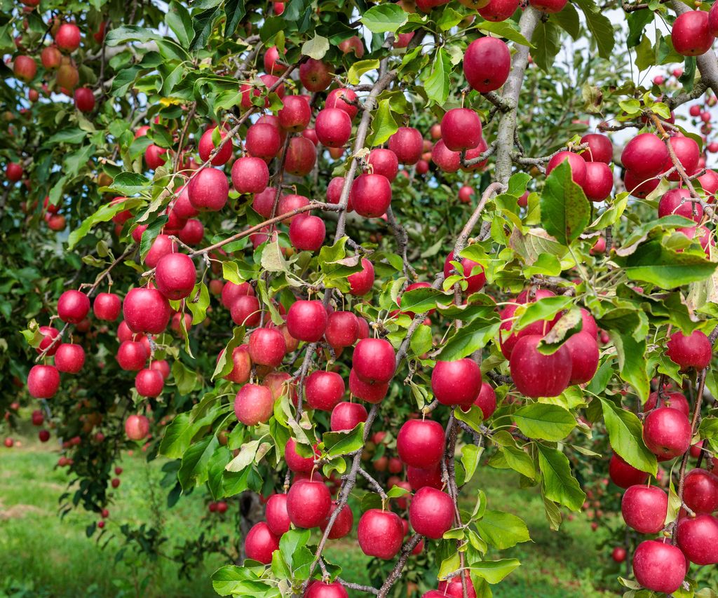 Birth Month Trees: Find All 12 and Their Special Meanings | Gardening ...