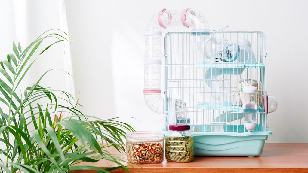 32 hamster care tips from a long-time hamster parent | PetsRadar
