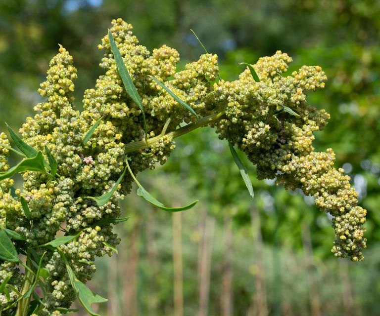 How to grow quinoa – expert tips for this useful supergrain | Homes and ...
