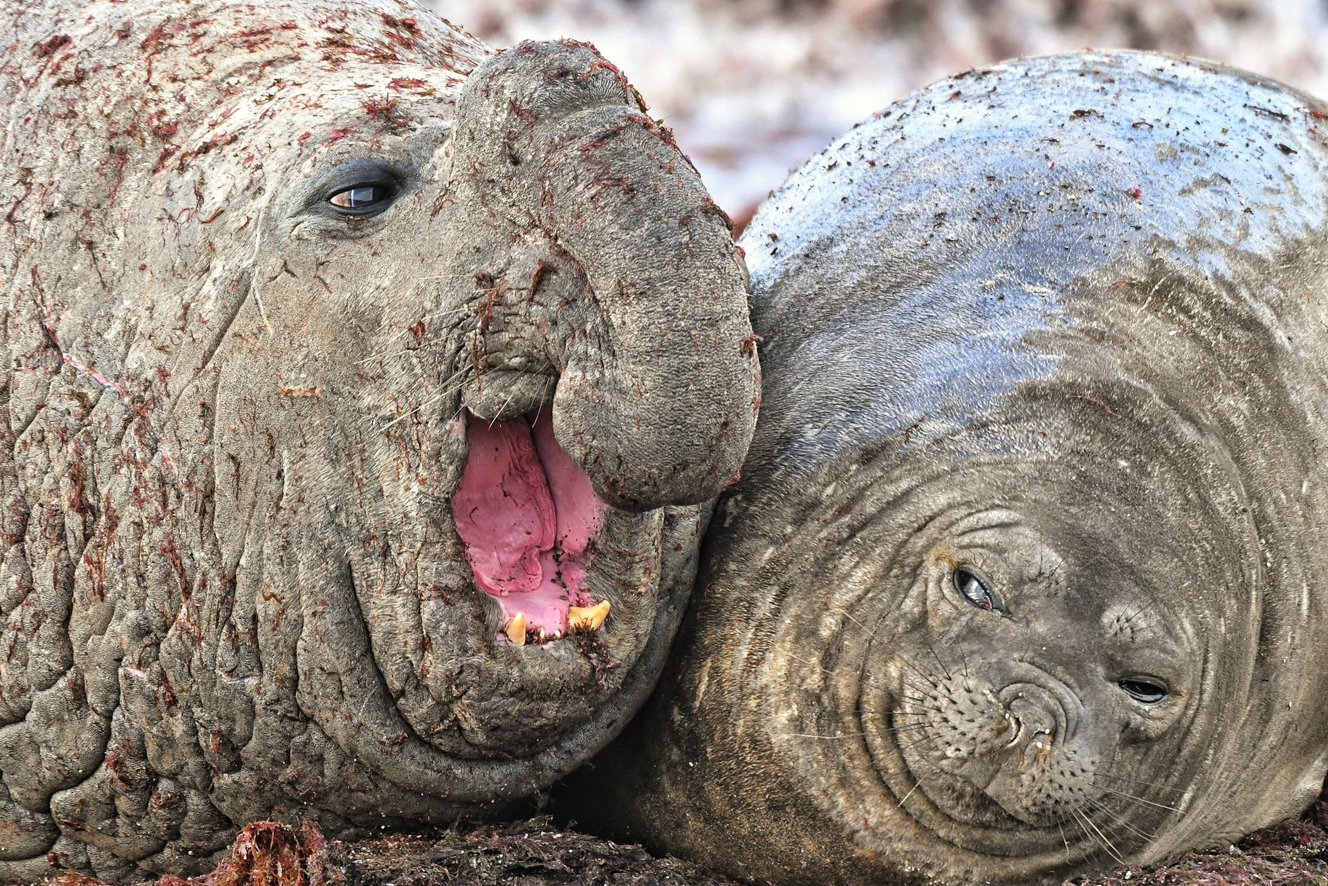 These could be the funniest animal pictures ever | Live Science