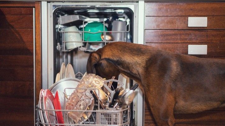 Eight hidden dangers for dogs at home that all owners should know about ...